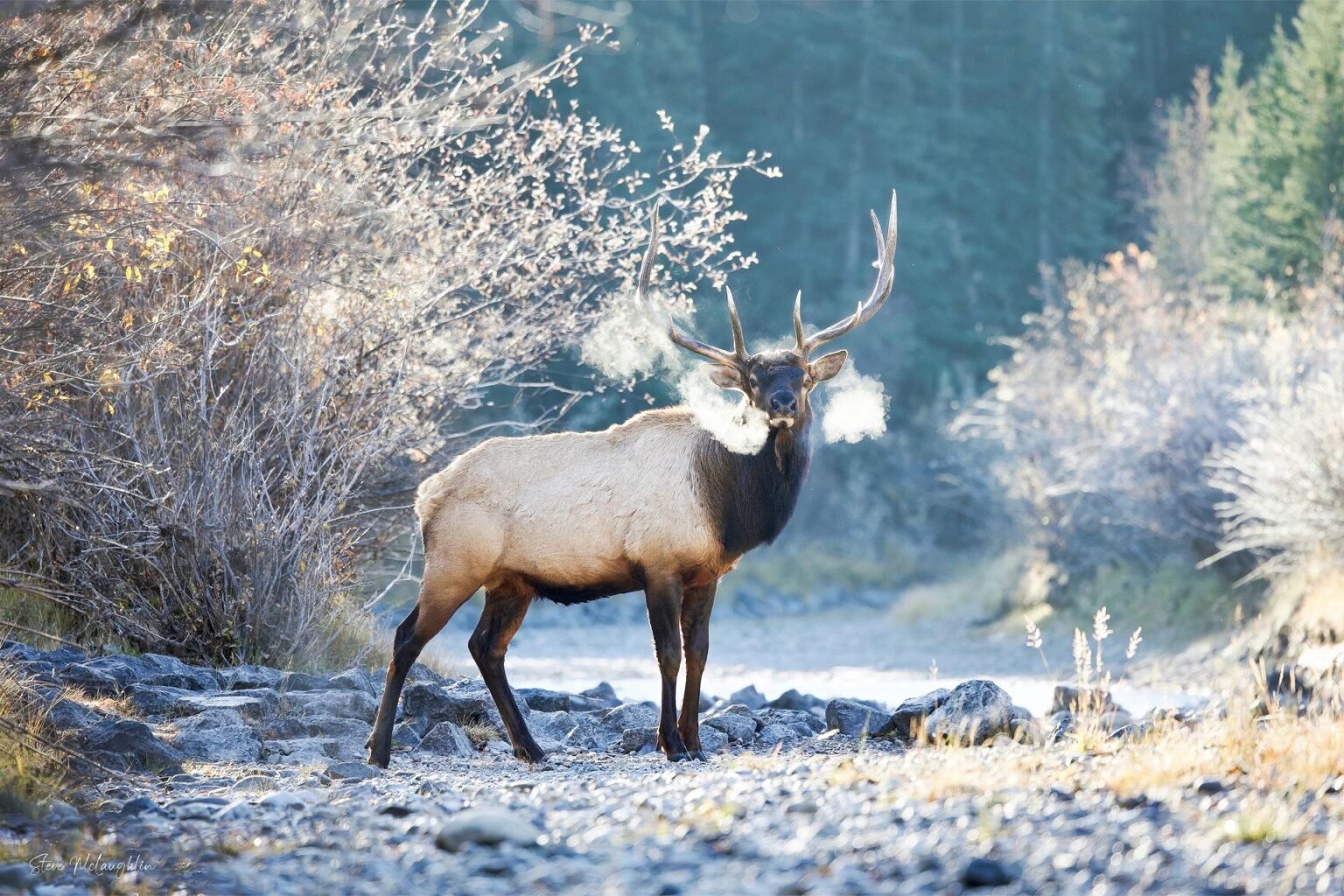 Tips for Photographing Elk in Banff and Jasper - Mountains and Treasures