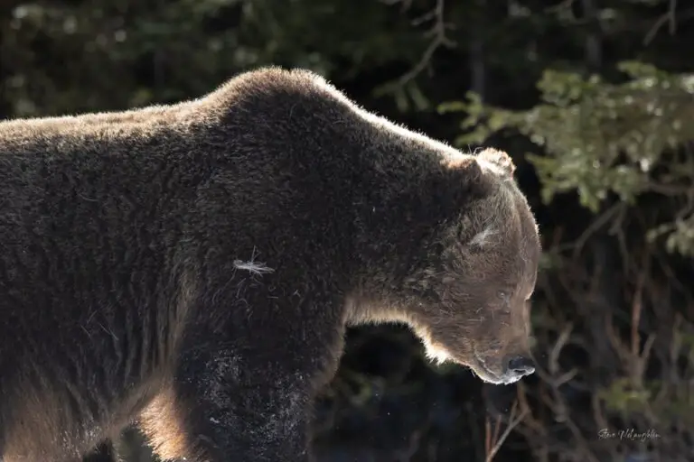 Meeting The Big Boss Bear of Banff National Park (2025) - Mountains and ...