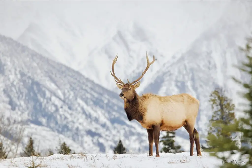 Tips for Photographing Elk in Banff and Jasper – Mountains and Treasures
