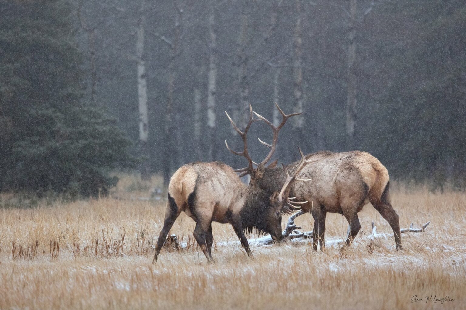 Tips for Photographing Elk in Banff and Jasper - Mountains and Treasures