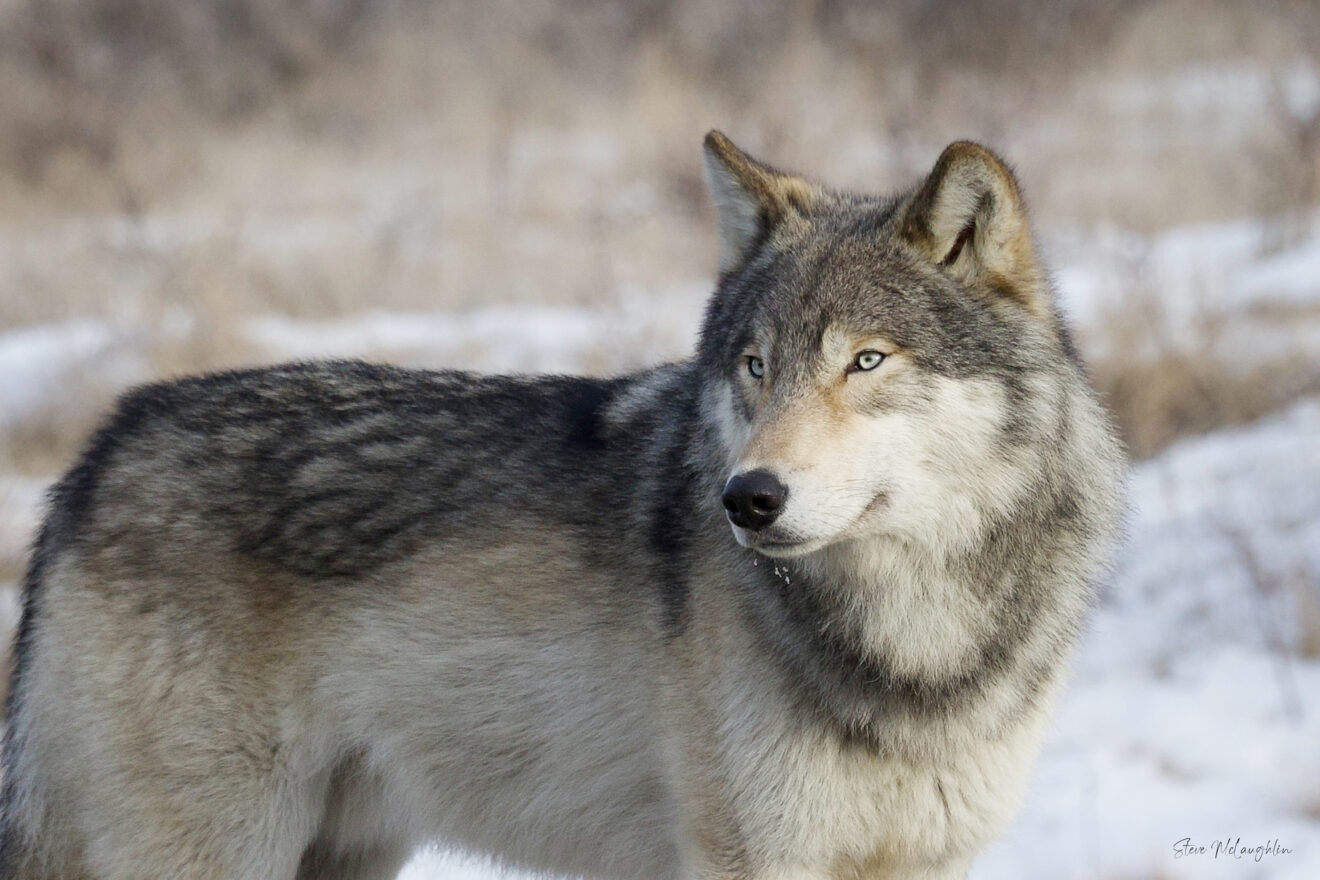 Wildlife Photography for Beginners: 8 Essential Tips for Awe-Inspiring ...