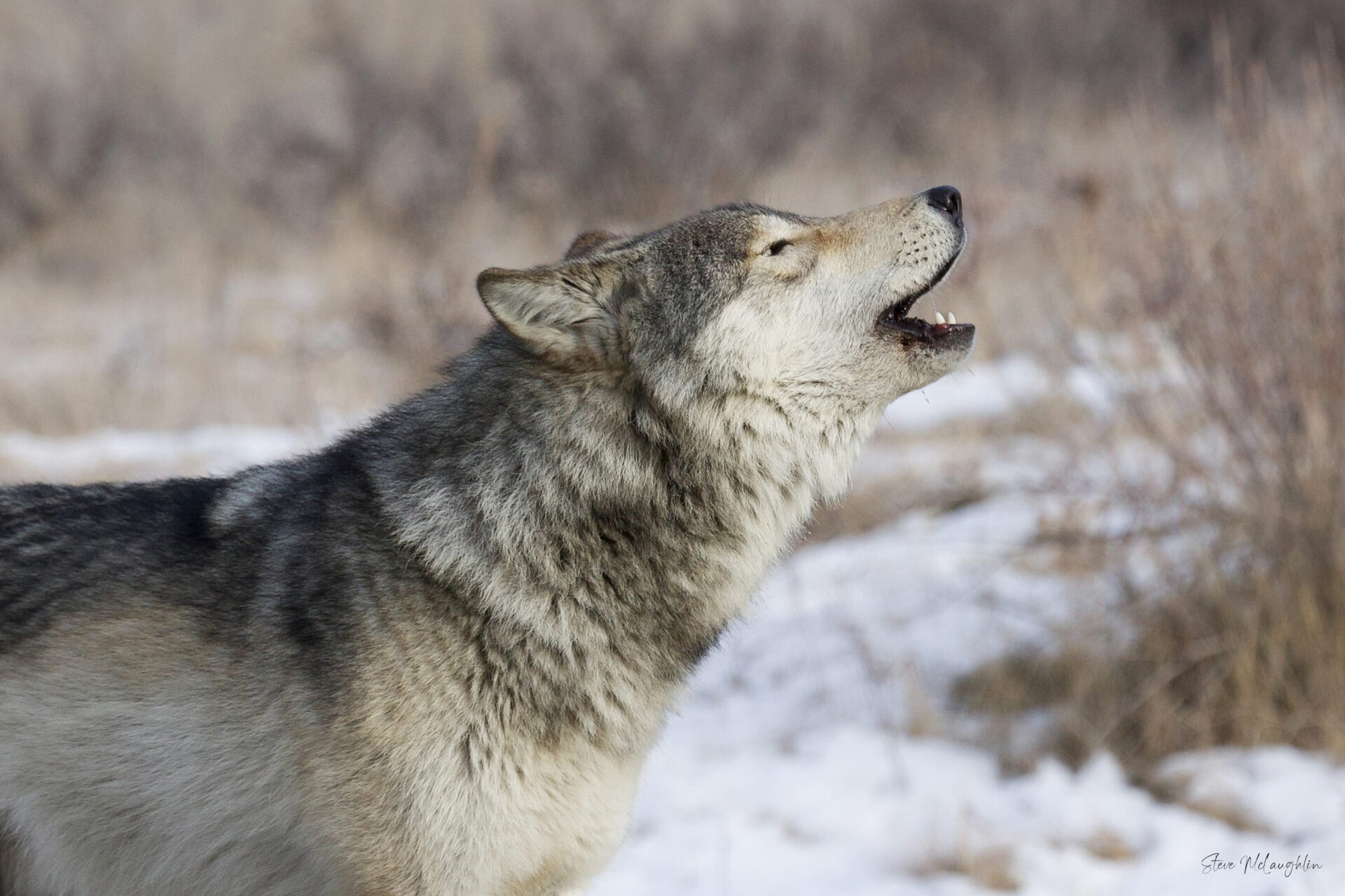 How to Photograph Wildlife Without Disturbing Them - Mountains and ...