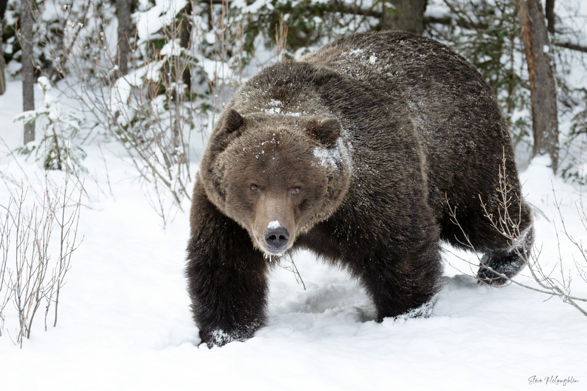 Meeting The Big Boss Bear of Banff National Park (2024) – Mountains and ...
