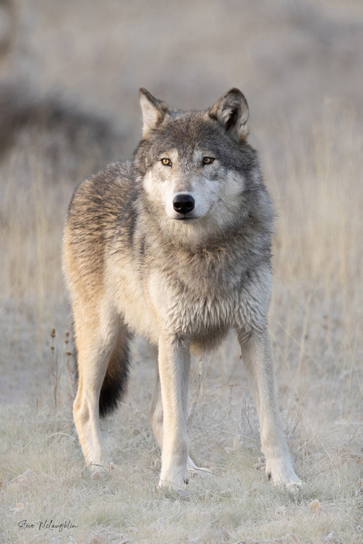 What Does it Mean to Be an Ethical Wildlife Photographer? – Mountains ...
