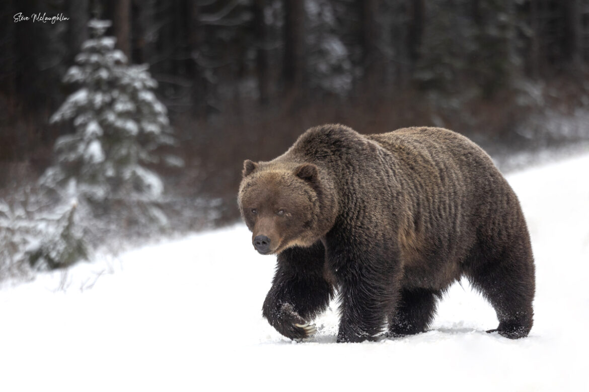 Meeting The Big Boss Bear of Banff National Park (2025) - Mountains and ...