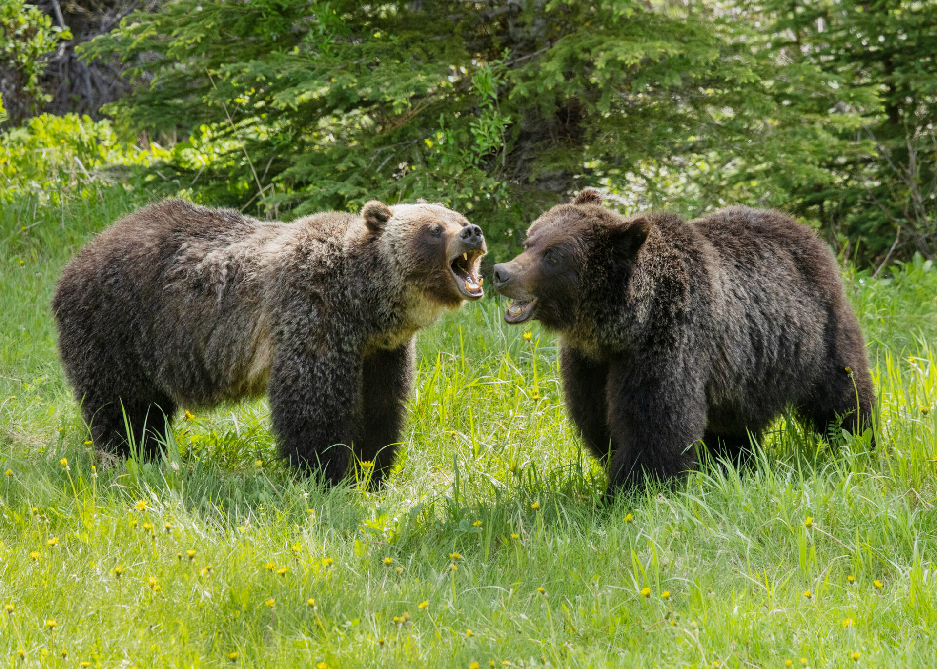 Famous Grizzly Bears of Banff: The Boss, Split Lip, Bear 142 & More ...