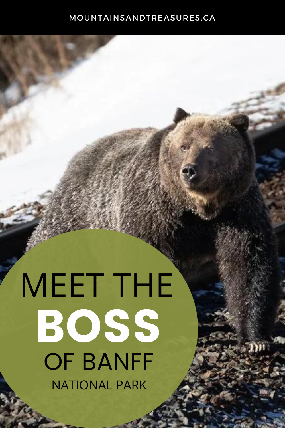 Meeting The Big Boss Bear of Banff National Park (2024) – Mountains and ...