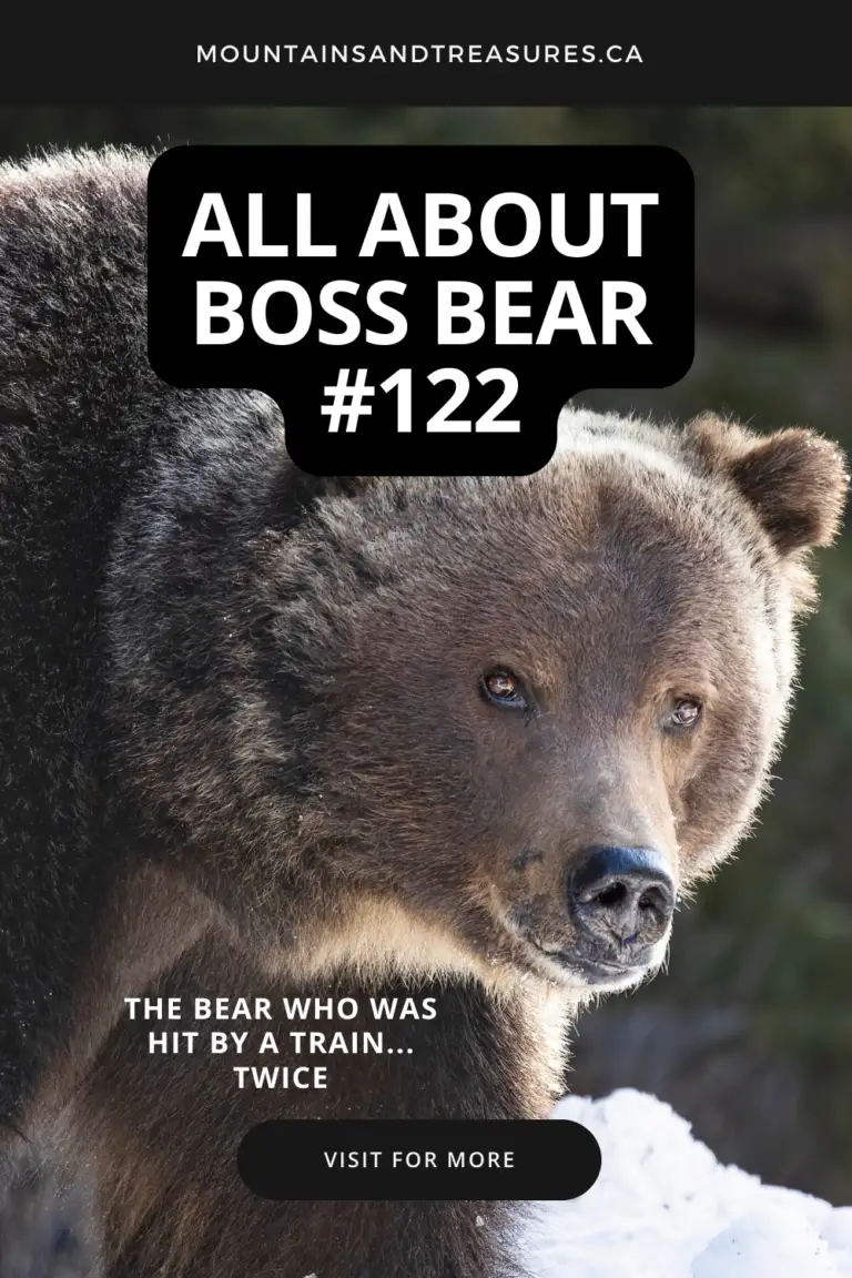 Meeting The Big Boss Bear of Banff National Park (2025) – Mountains and ...