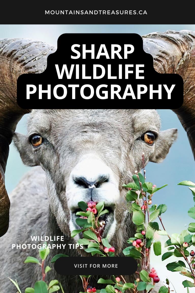 14 Pro Tips for Capturing Tack-Sharp Wildlife Photos - Mountains and ...