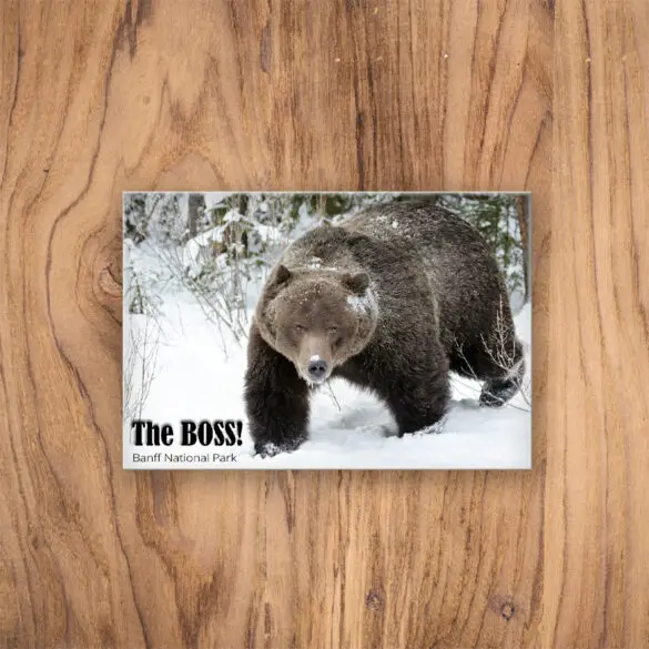 Meeting The Big Boss Bear of Banff National Park (2025) - Mountains and ...
