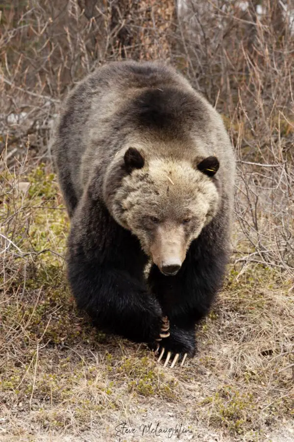 Famous Grizzly Bears of Banff: The Boss, Split Lip, Bear 142 & More ...